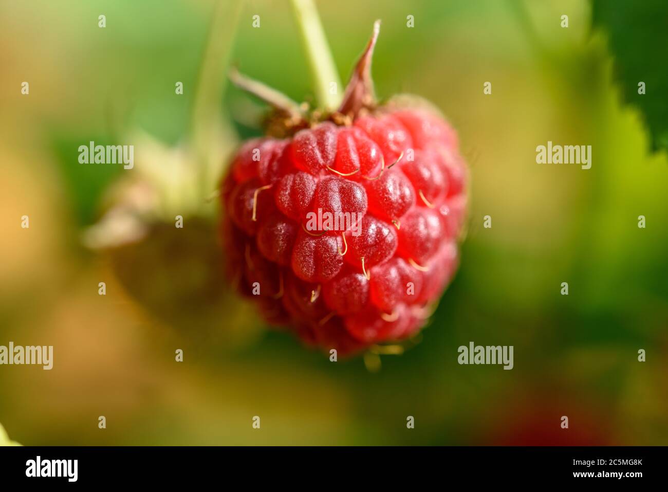 Raspberry in a garden in a village in the French countryside Stock ...