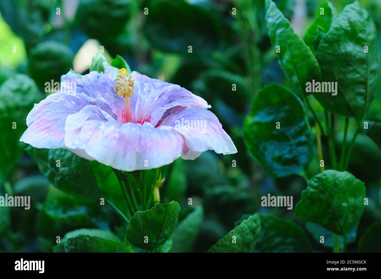 An Exotic Wet Hibiscus (Malvaceae Stock Photo - Alamy