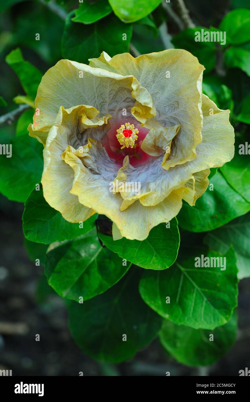 A Beautiful Fancy Hibiscus (Malvaceae Stock Photo - Alamy