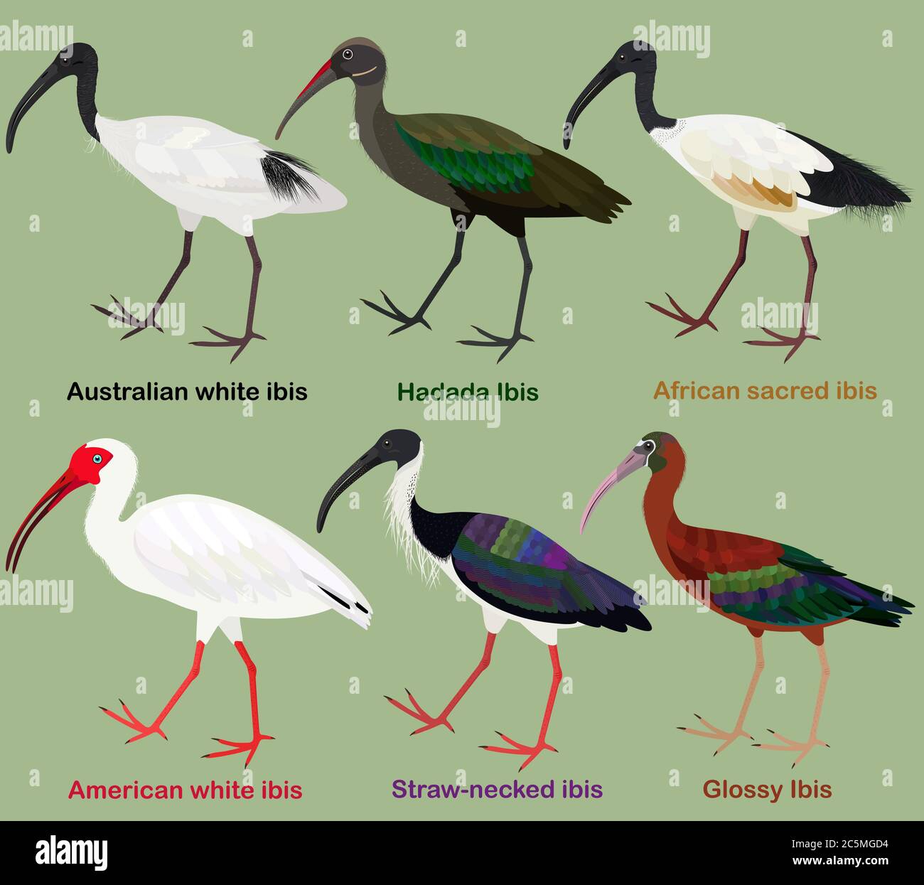 Cute wading bird vector illustration set, Australian white ibis, Hadada ...