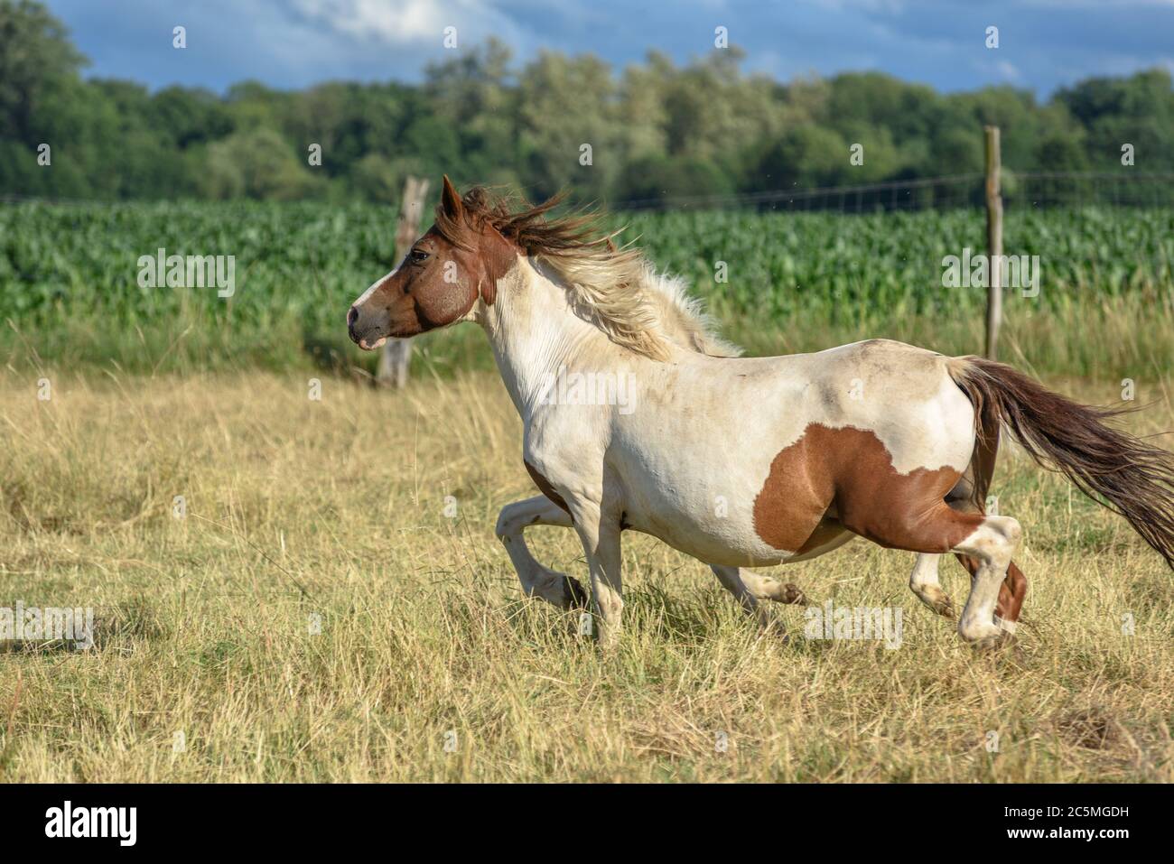 Ponies running in a pasture in the French countryside Stock Photo - Alamy