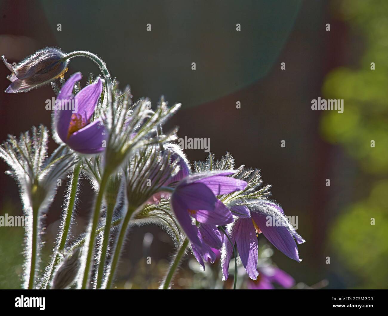 flowering Pulsatilla halleri ( pasque flower Stock Photo - Alamy