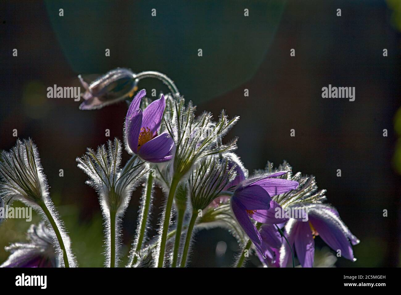 flowering Pulsatilla halleri ( pasque flower Stock Photo - Alamy