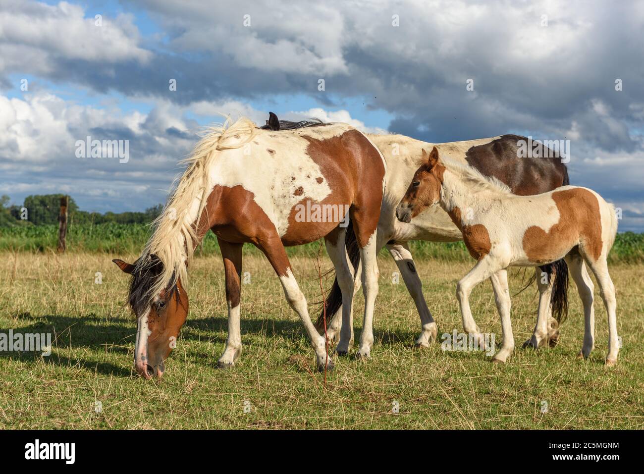 Ponies in a pasture in the French countryside Stock Photo - Alamy