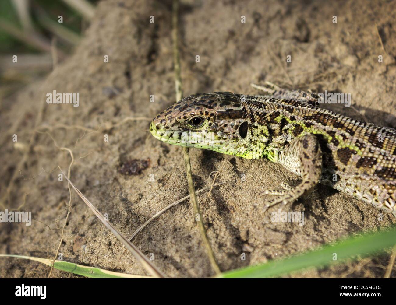 Roast beef or sliced lizard hi-res stock photography and images - Alamy