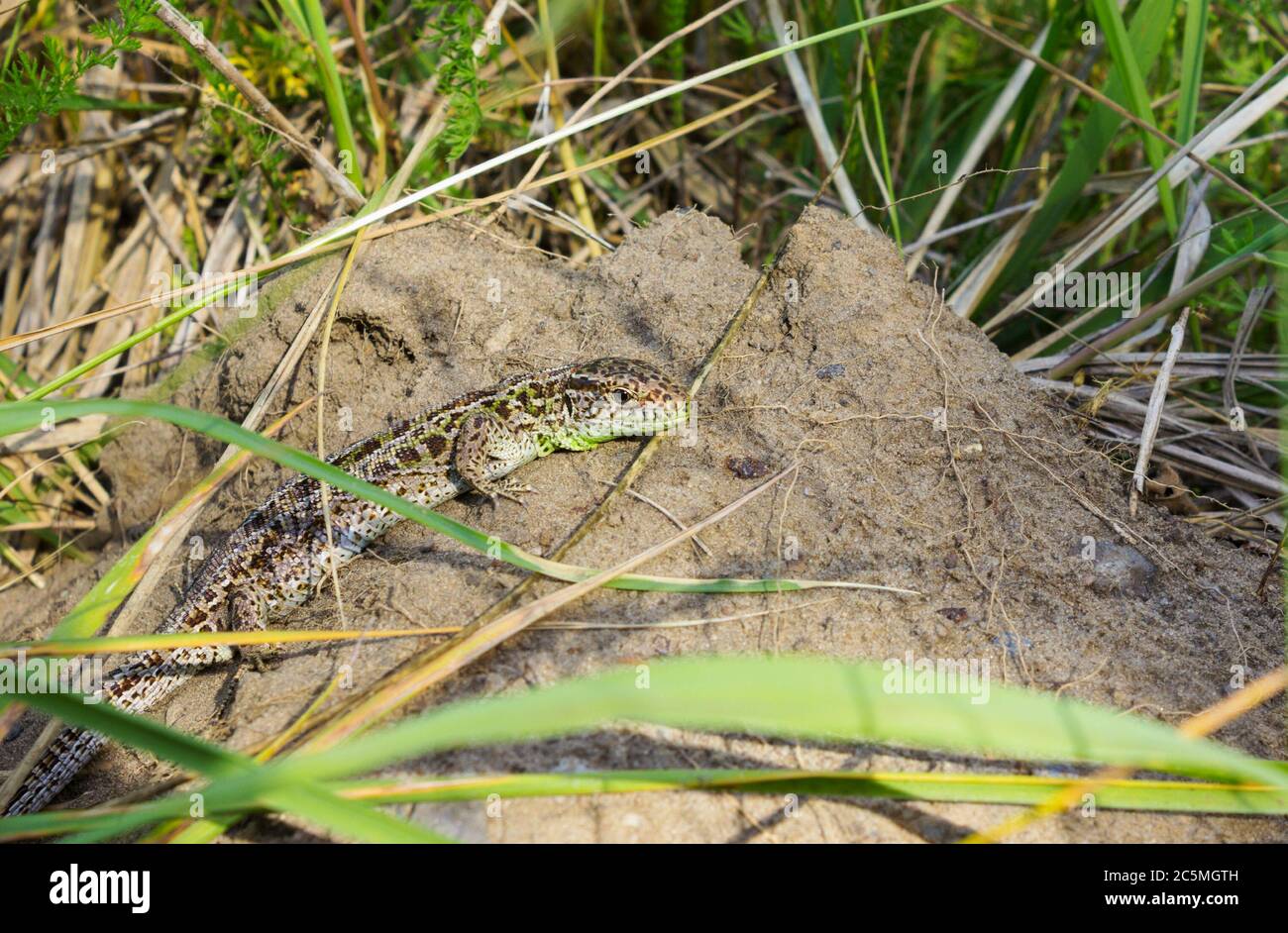 Common lizard (lat. Lacerta agilis) warms in a sunny glade. Summertime ...