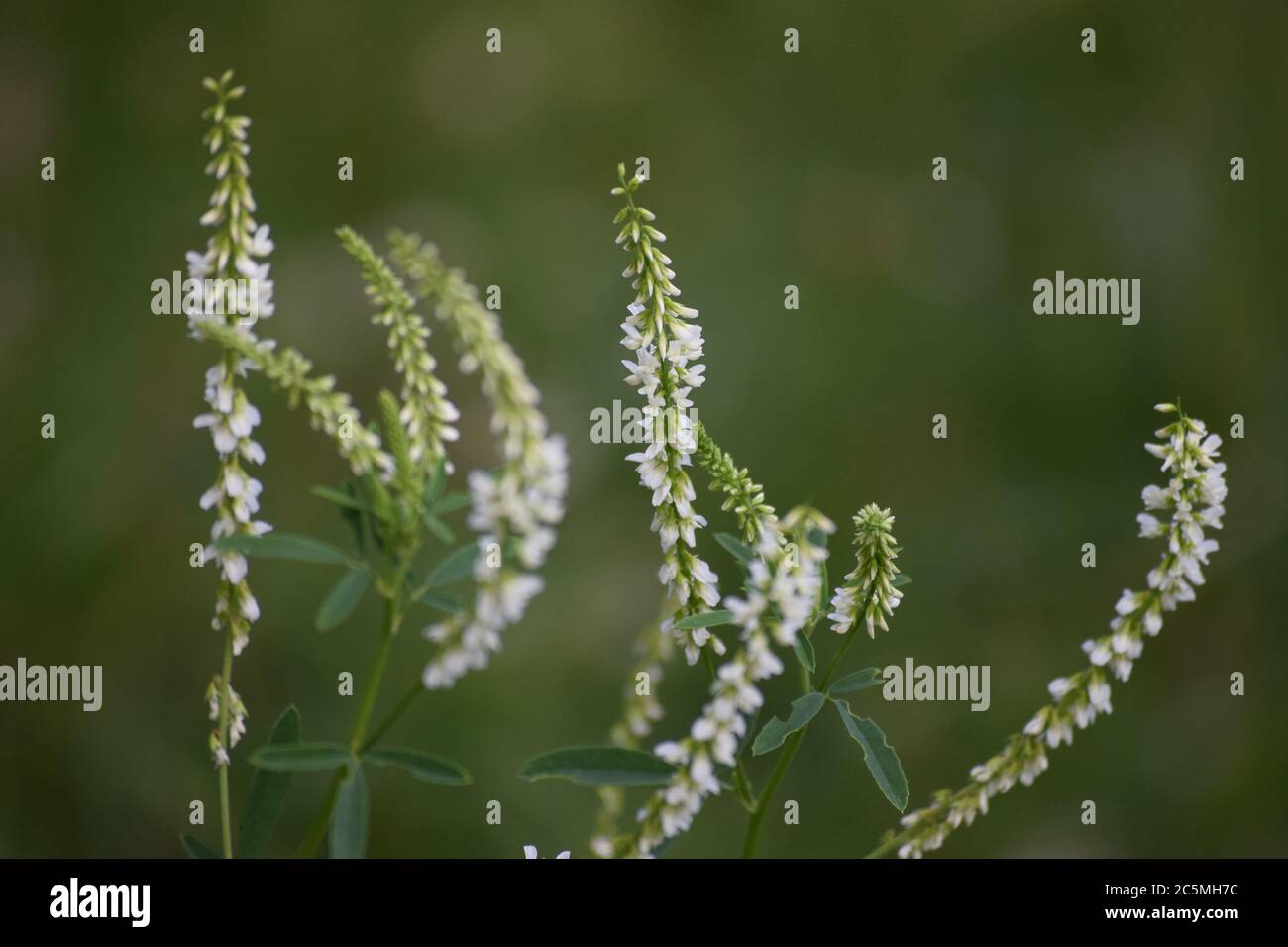 White stone clover hi-res stock photography and images - Alamy