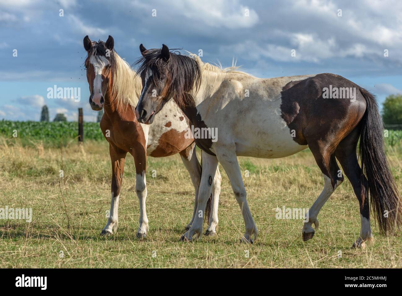 Ponies in a pasture in the French countryside Stock Photo - Alamy