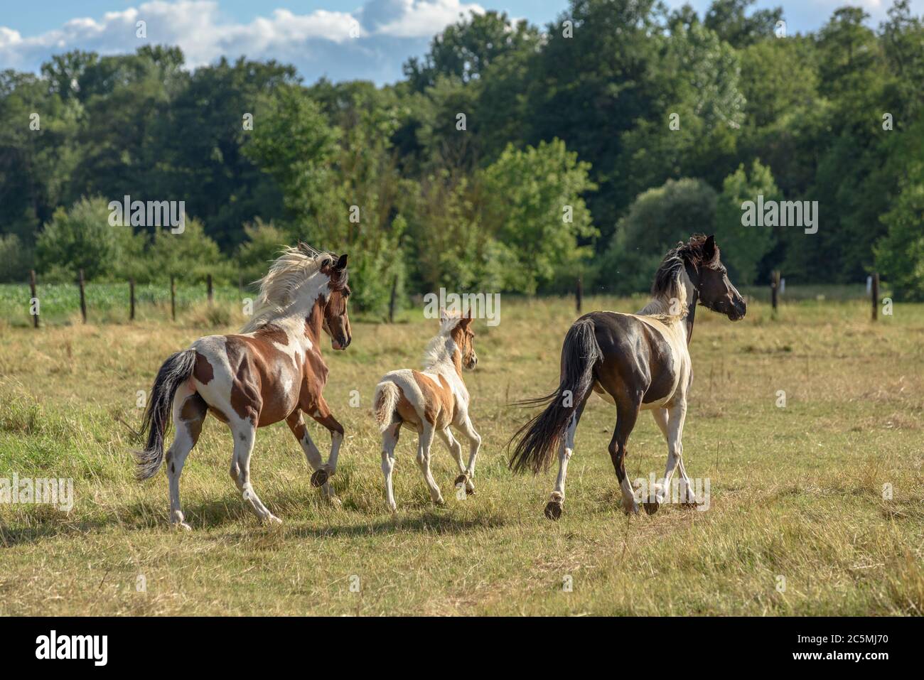 Ponies running in a pasture in the French countryside Stock Photo - Alamy