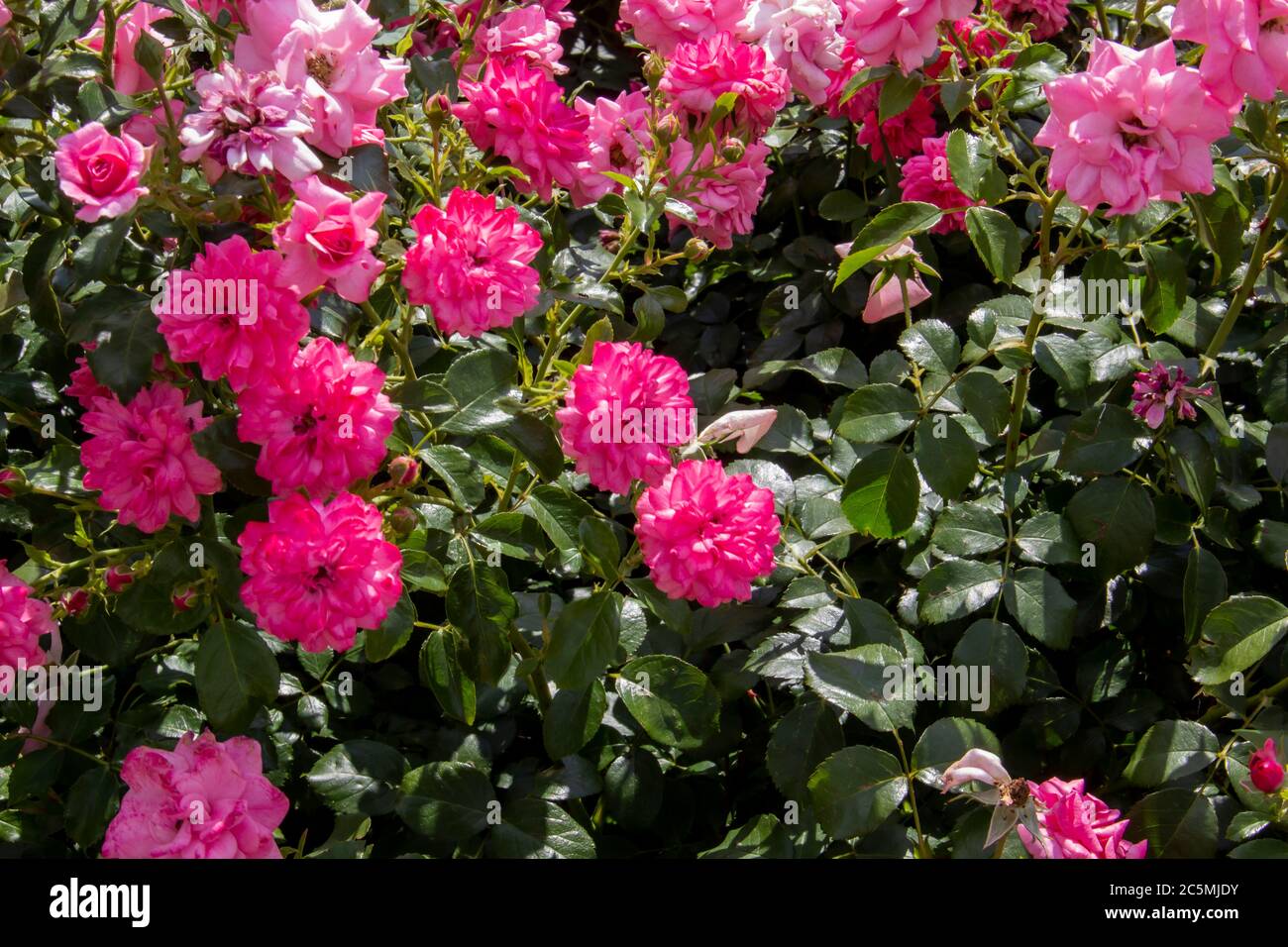A lot of small pink roses on bush. Pink roses bushes blooming ...