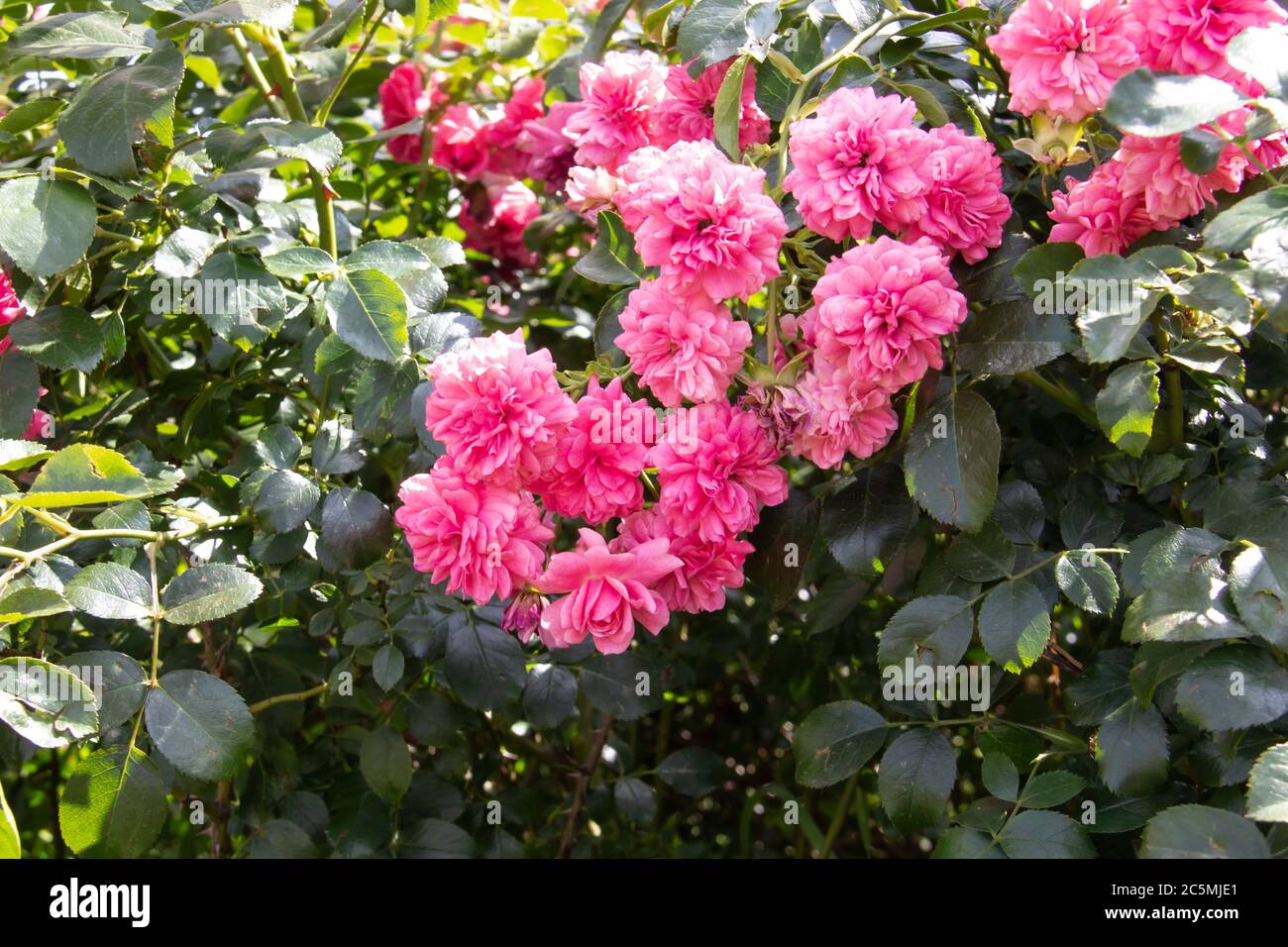 Field grown garden rose hi-res stock photography and images - Alamy