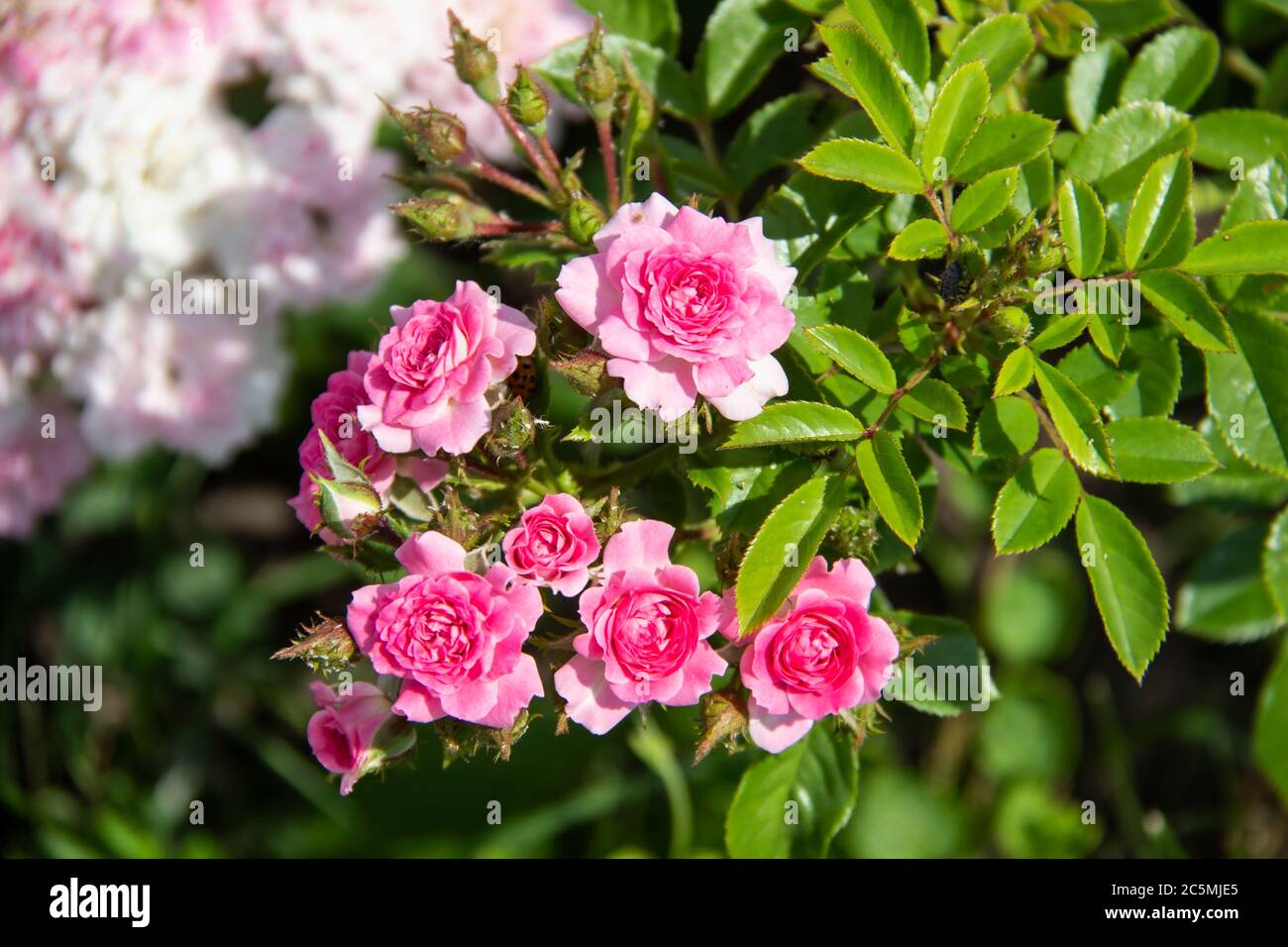 A lot of small pink roses on bush. Pink roses bushes blooming ...