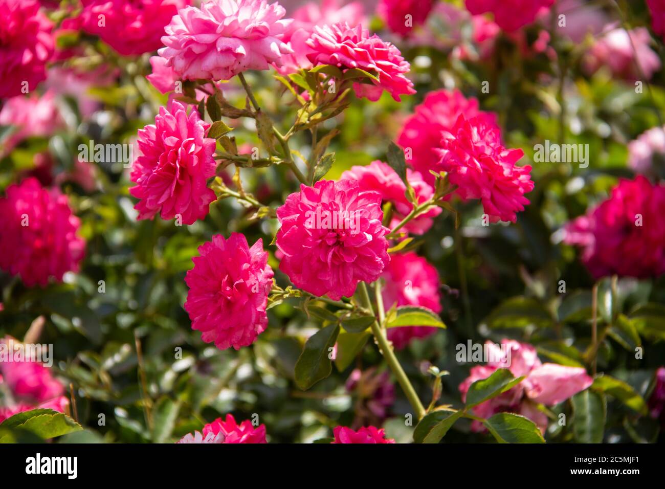 A lot of small pink roses on bush. Pink roses bushes blooming ...