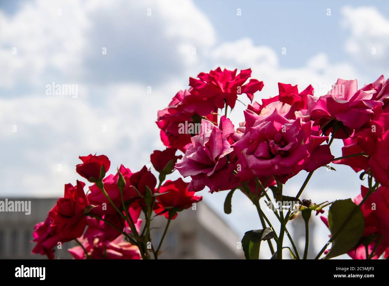 A lot of small pink roses on bush. Pink roses bushes blooming ...