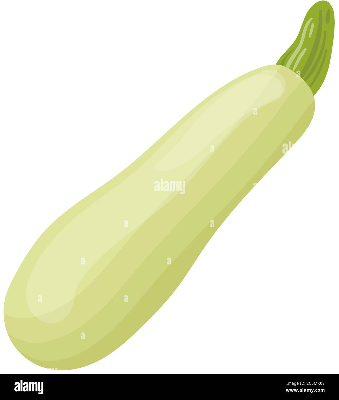 Green squash or zucchini isolated on white background. Vector ...