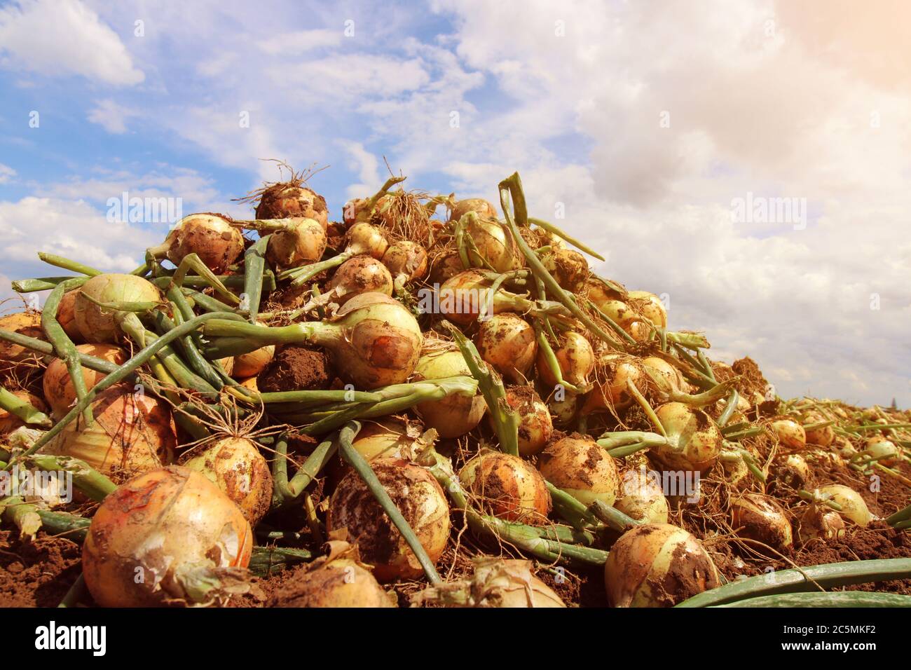 Agricultural bulb harvest Stock Photo - Alamy