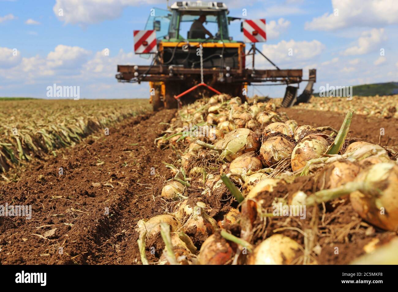 Agricultural bulb harvest Stock Photo - Alamy