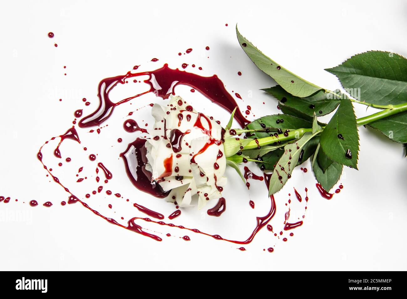 Beautiful and bloody white rose on the white background. Bloody rose ...