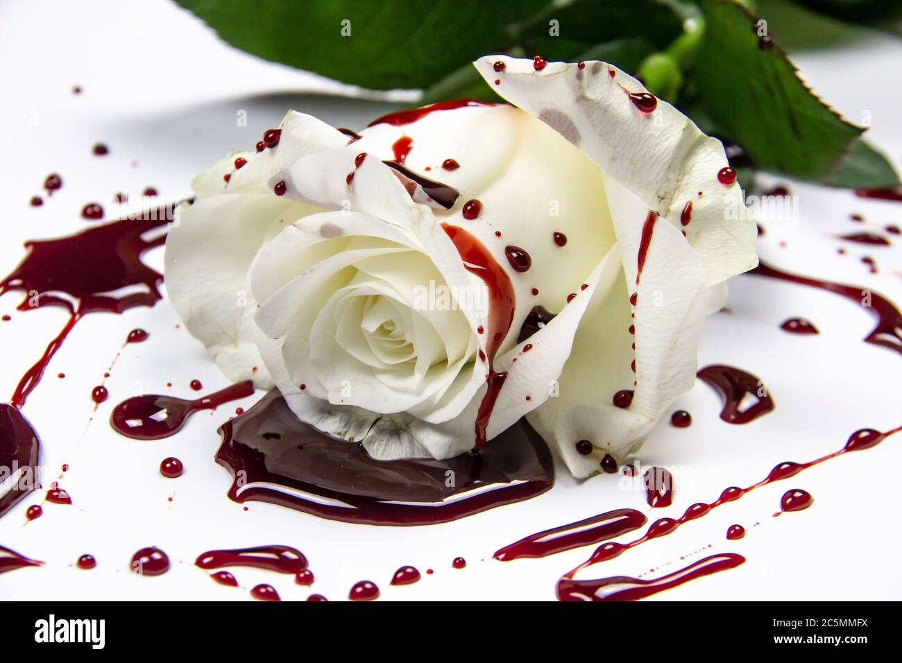 Beautiful and bloody white rose on the white background. Bloody rose ...