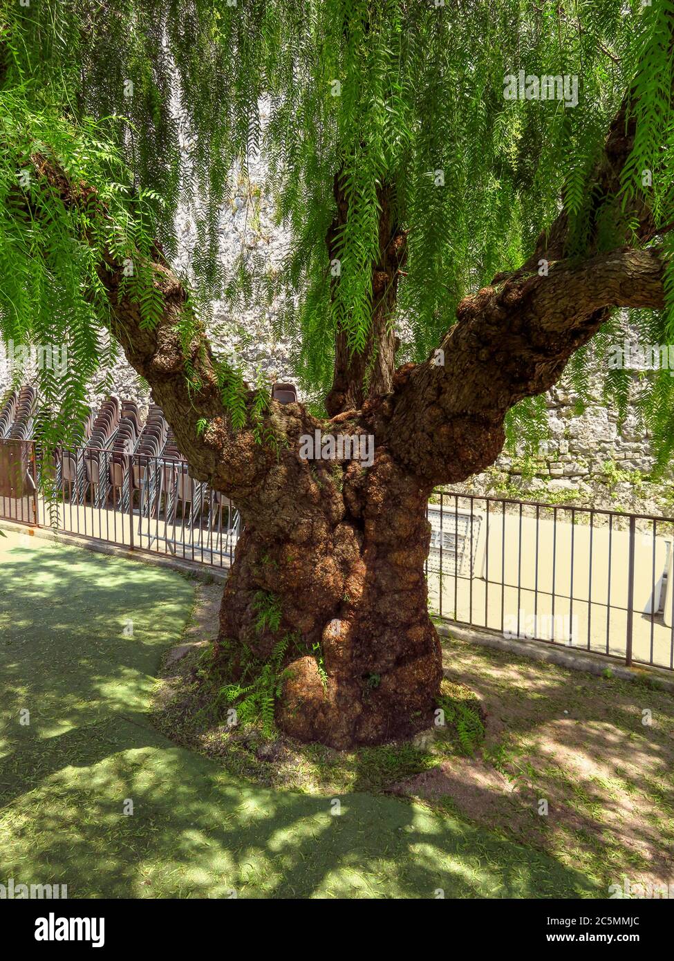 Trunk of a willow hi-res stock photography and images - Alamy