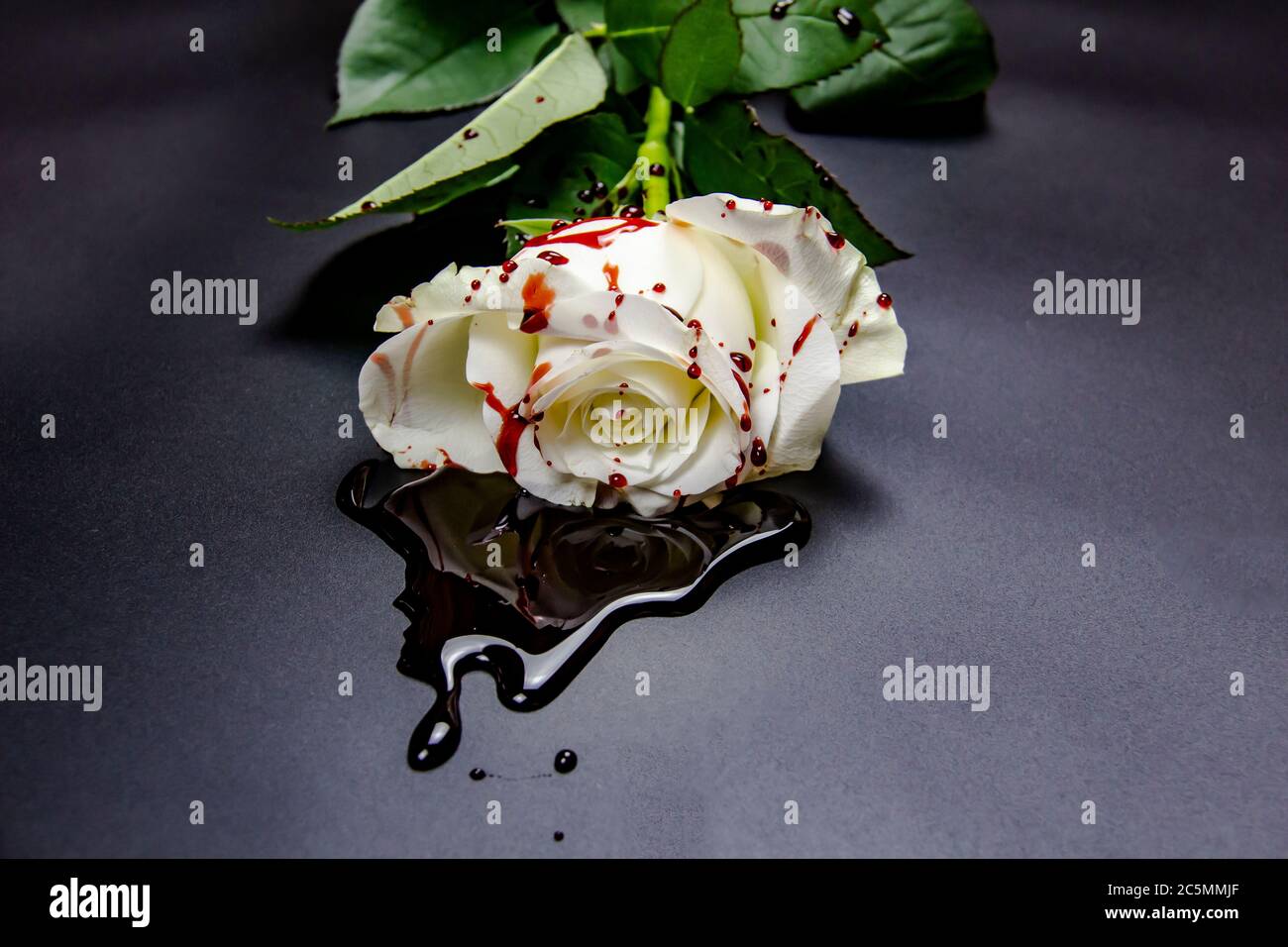 Beautiful and bloody white rose on the dark background. Bloody rose ...