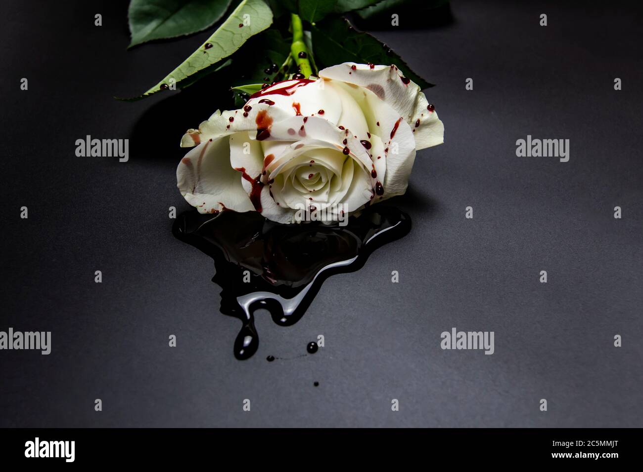 Beautiful and bloody white rose on the dark background. Bloody rose ...