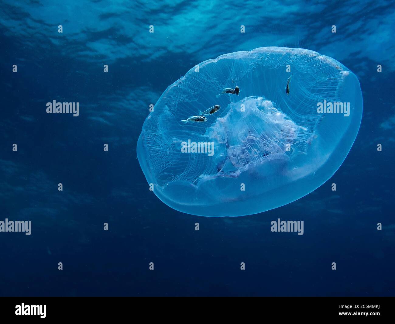 Hiding creatures hi-res stock photography and images - Alamy