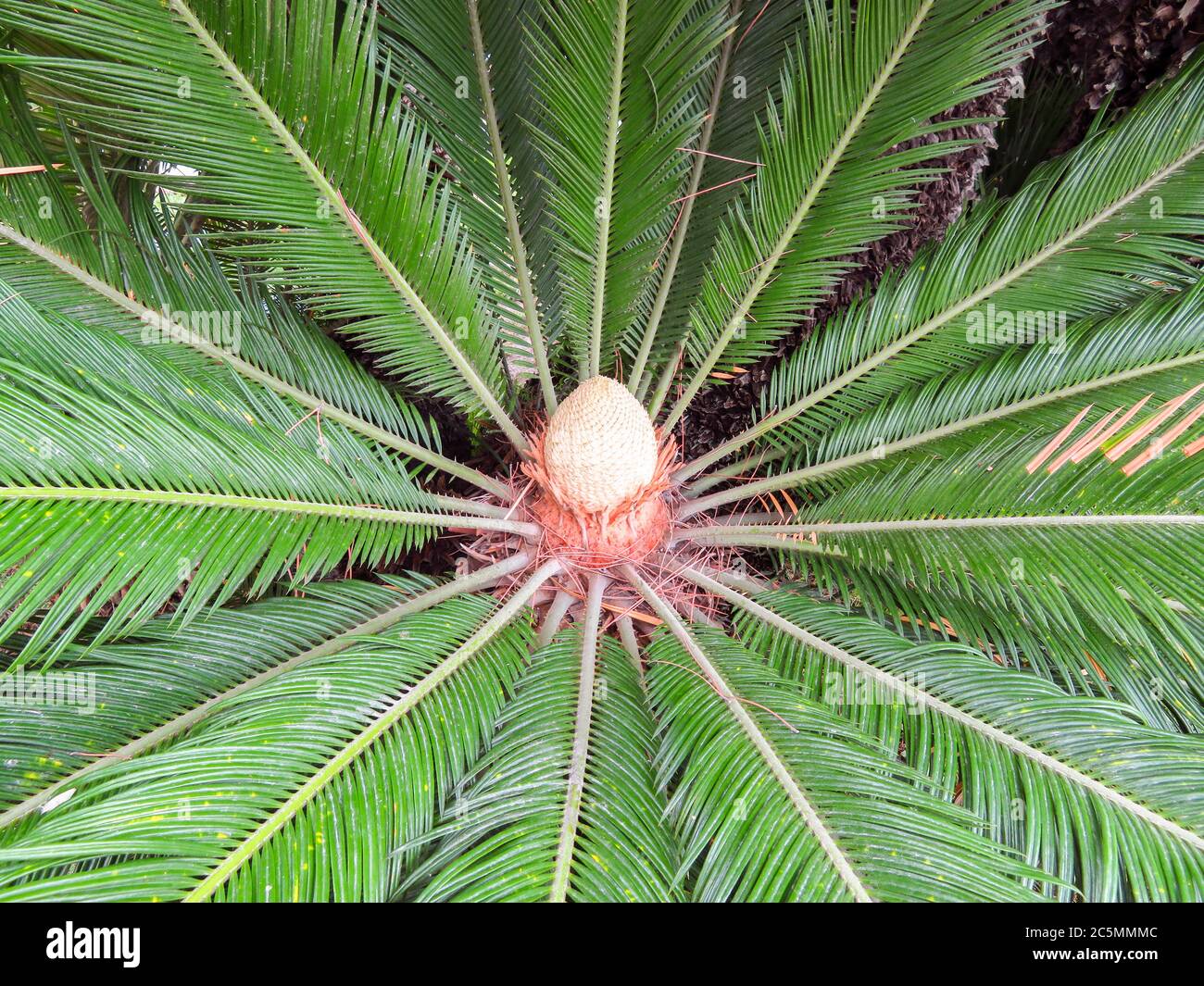 Center of a palm tree with a close-up fruit Stock Photo - Alamy