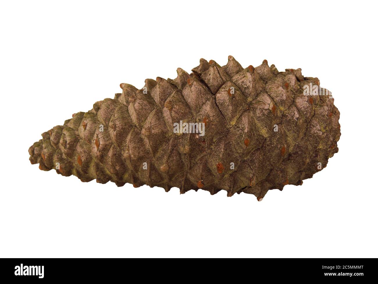 Pine cone isolated on white with Clipping Path Stock Photo - Alamy