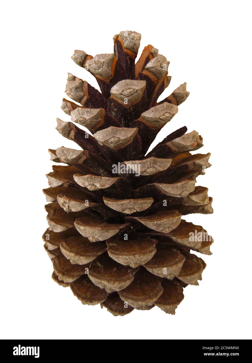 Pine cone isolated on white with Clipping Path Stock Photo - Alamy