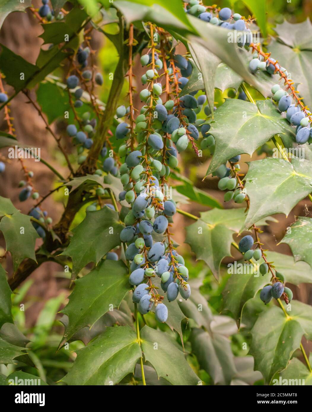 Chinese mahonia fruit in summer hi-res stock photography and images - Alamy