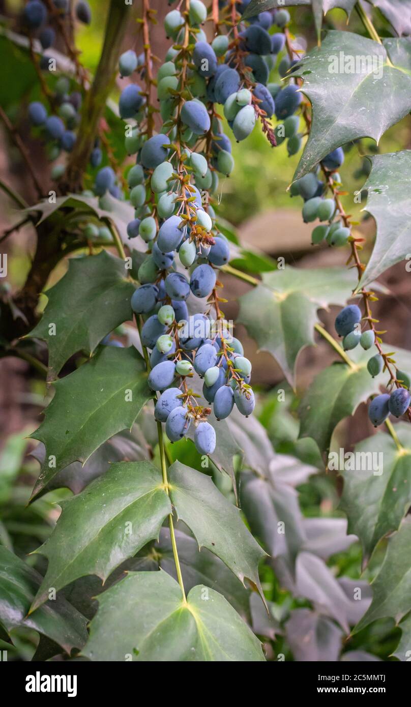 Mahonia lomariifolia. Chinese hollygrape. Chinese Mahonia fruit in ...