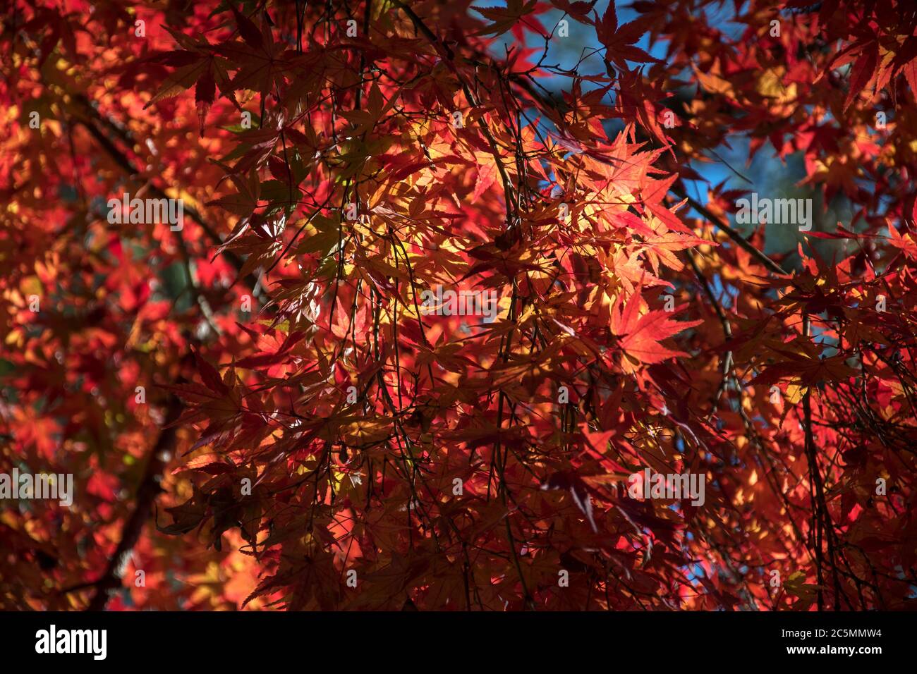 Maple leaves change the color to seasonal at November and leaf lighted ...