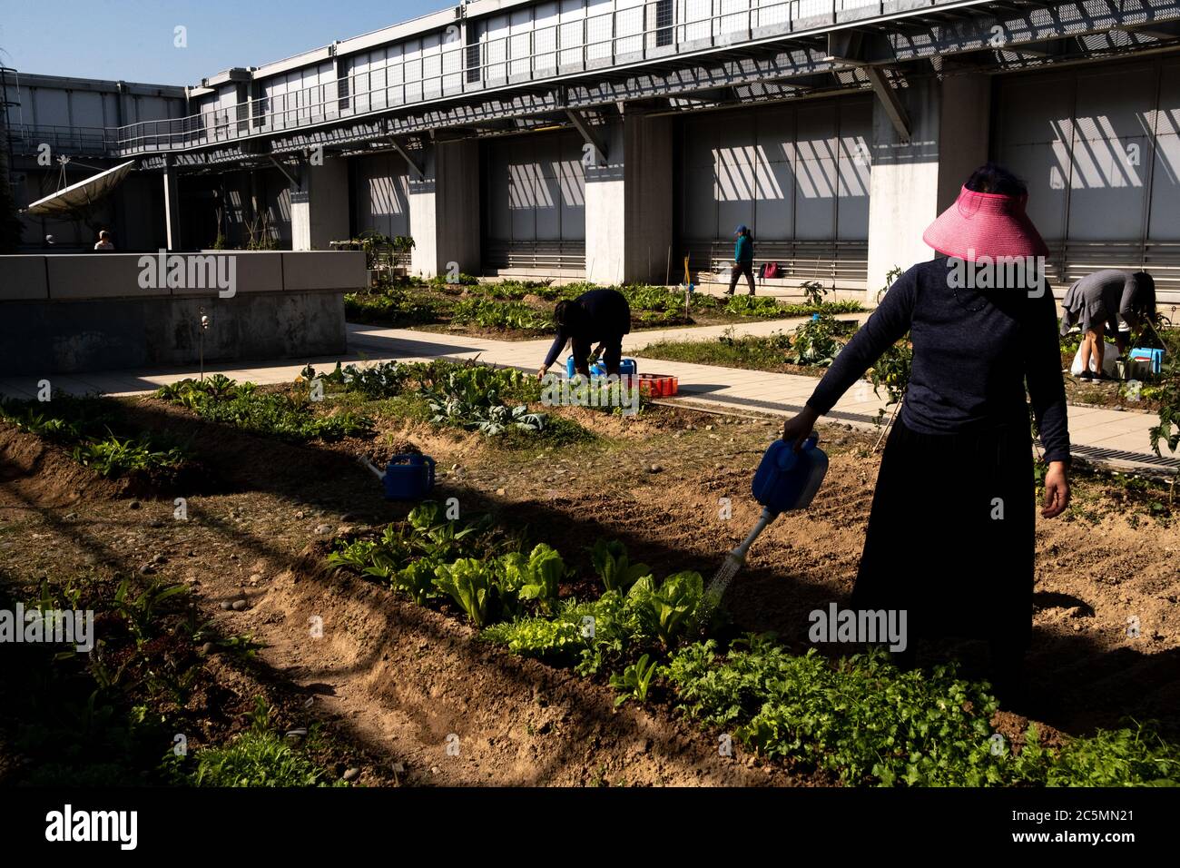 Garden shared in the Causeway Bay district on the roof of the Hysan ...