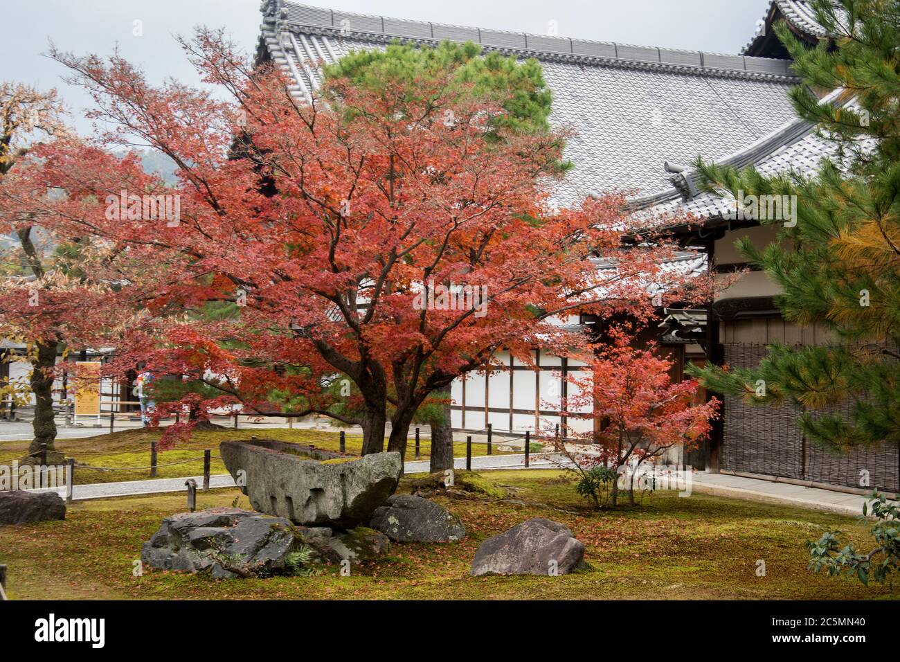 Autumn garden tree in Golden Pavilion Kinkakuji Temple at Kyoto Japan ...