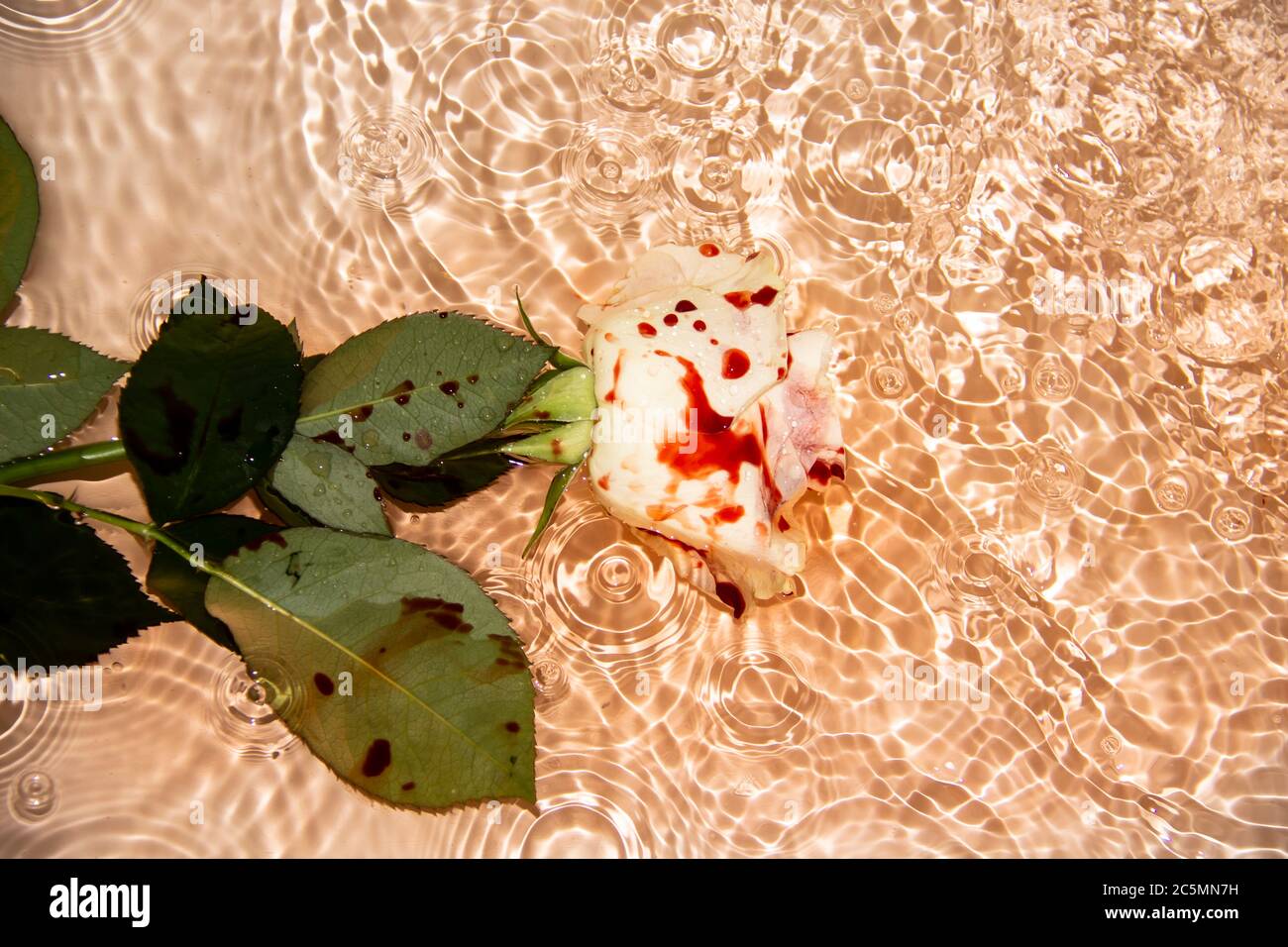 Beautiful and bloody on the water. Bloody rose on the water. White rose ...