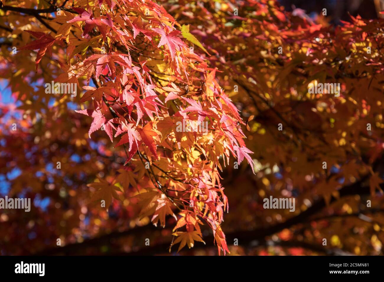 Maple leaves change the color to seasonal at November and leaf lighted ...