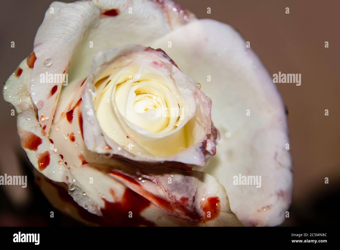 Beautiful and bloody against background. Bloody rose - conceptual photo ...