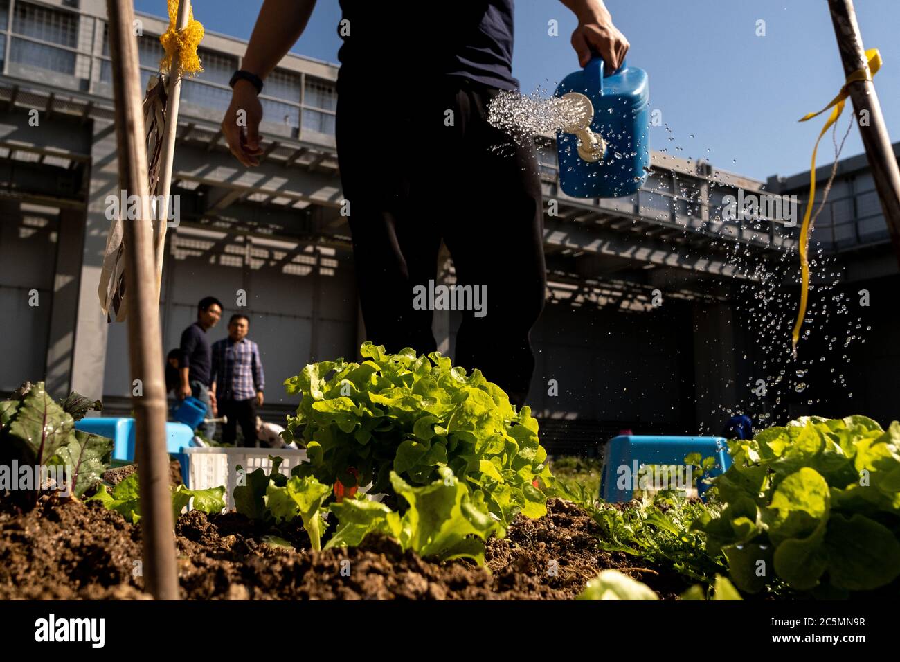 Garden shared in the Causeway Bay district on the roof of the Hysan ...