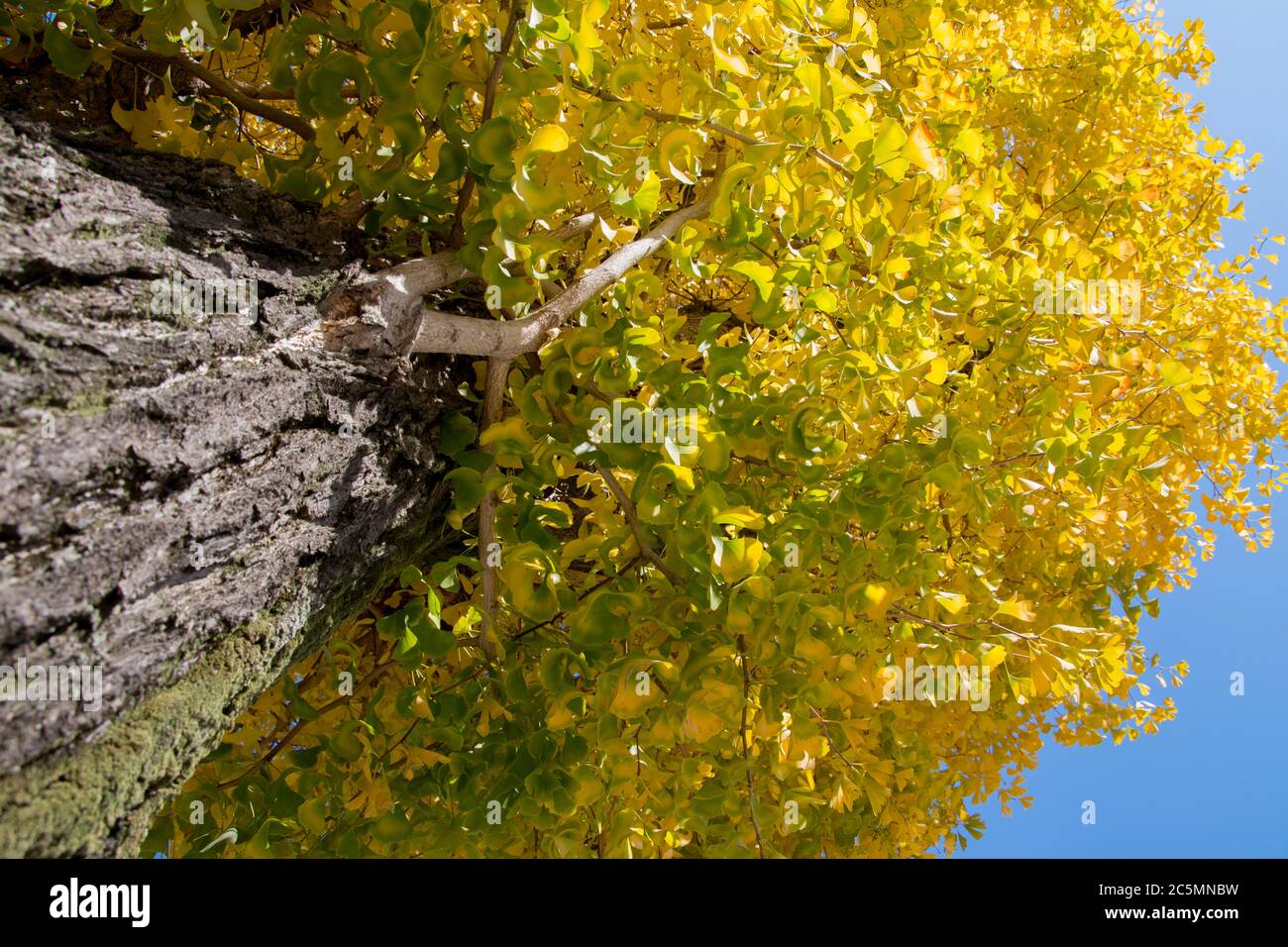 Yellow leave and ginko tree in Japan garden. Autumn and yellow leaf ...