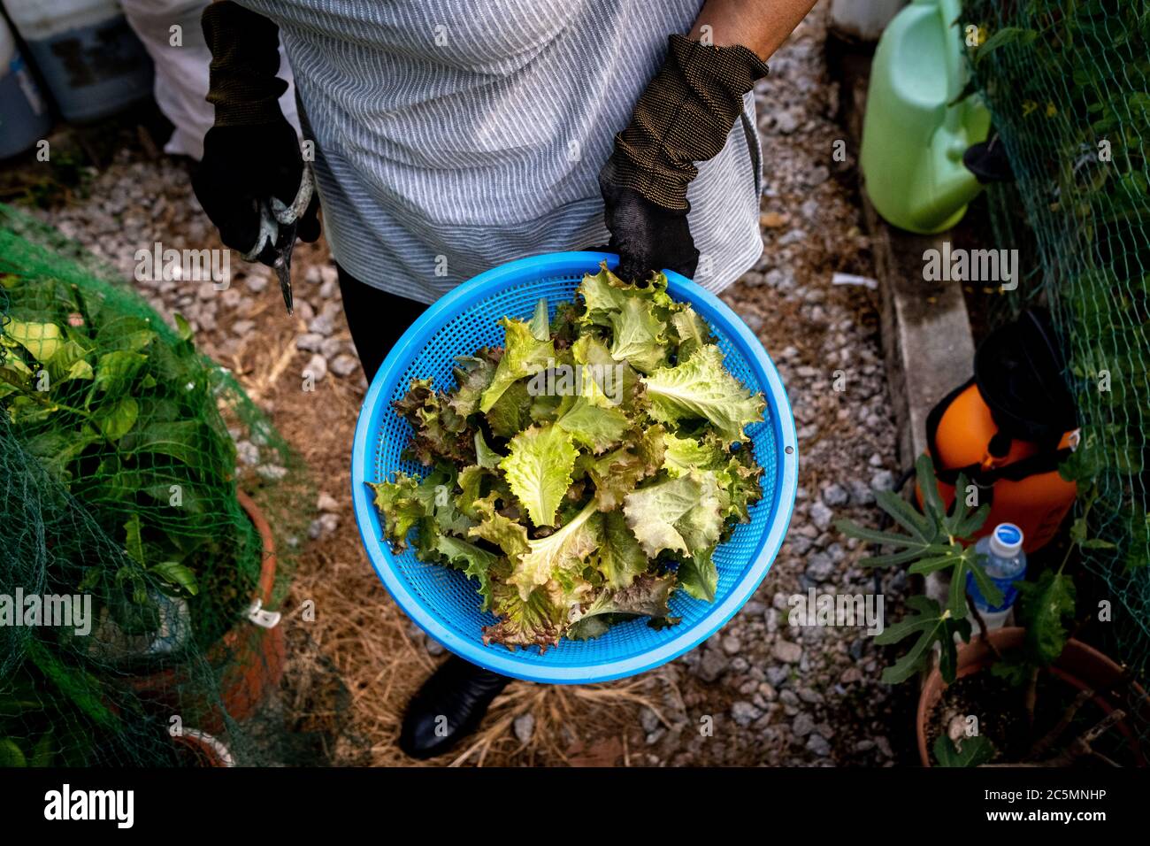 Community shared agriculture hi-res stock photography and images - Alamy
