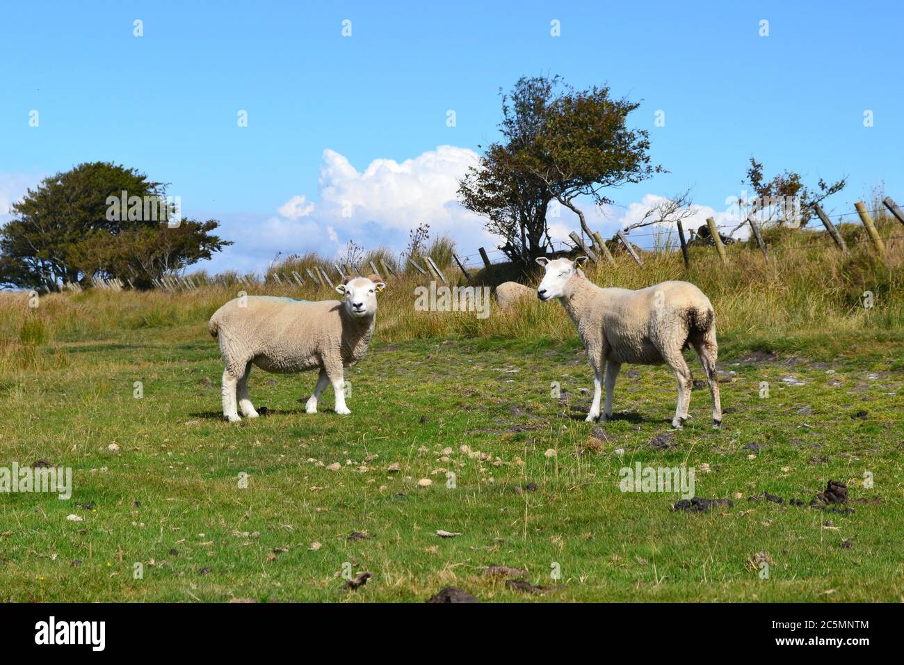 Sheep on the moors in Exmoor Devon, UK Stock Photo - Alamy