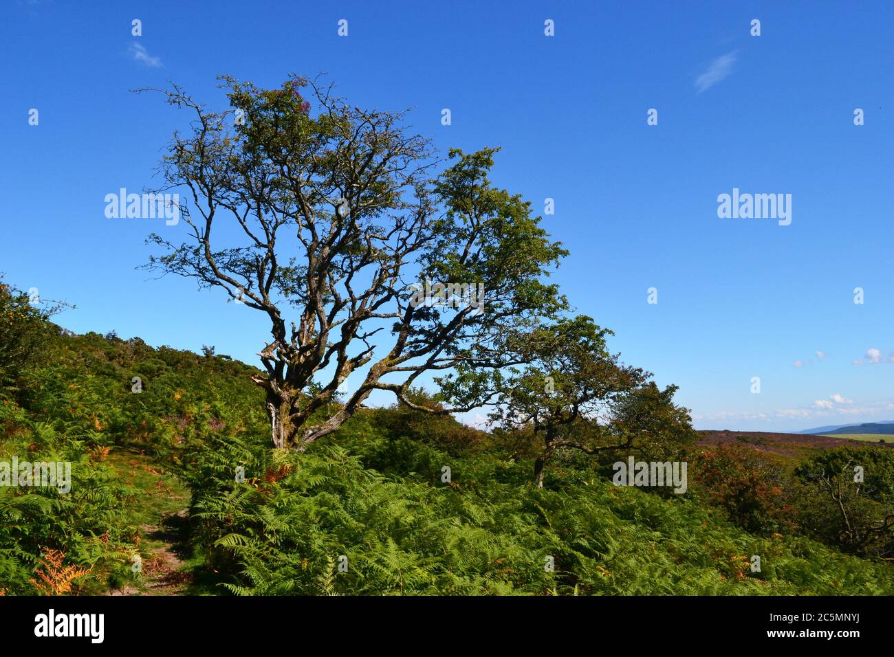 View across the moors at Exmoor Devon, UK Stock Photo - Alamy