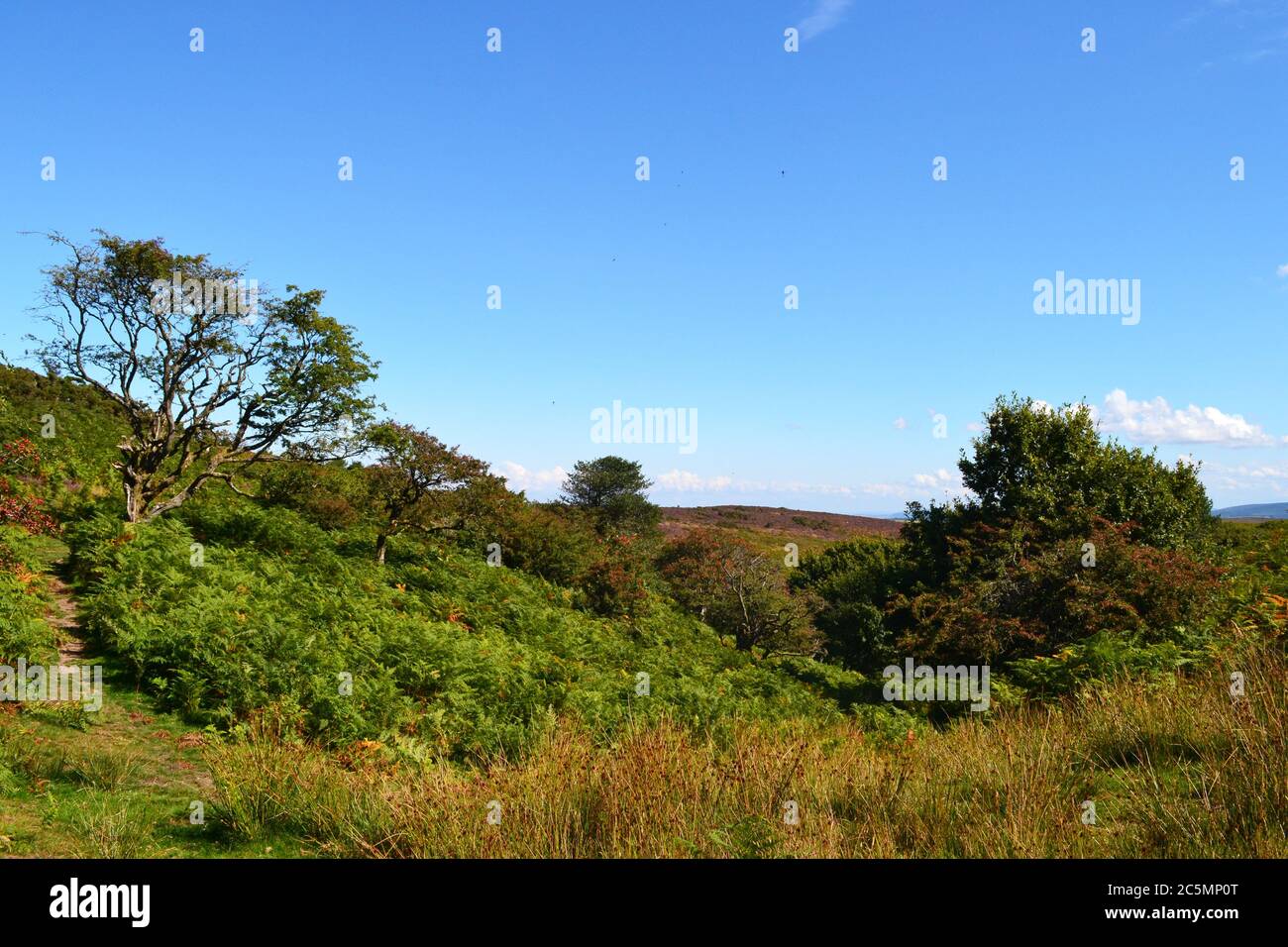 View across the moors at Exmoor Devon, UK Stock Photo - Alamy