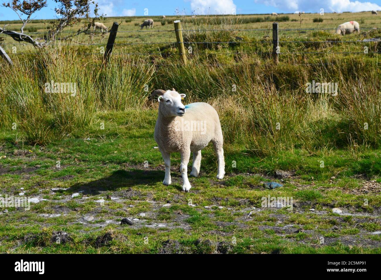Devon hills sheep hi-res stock photography and images - Alamy