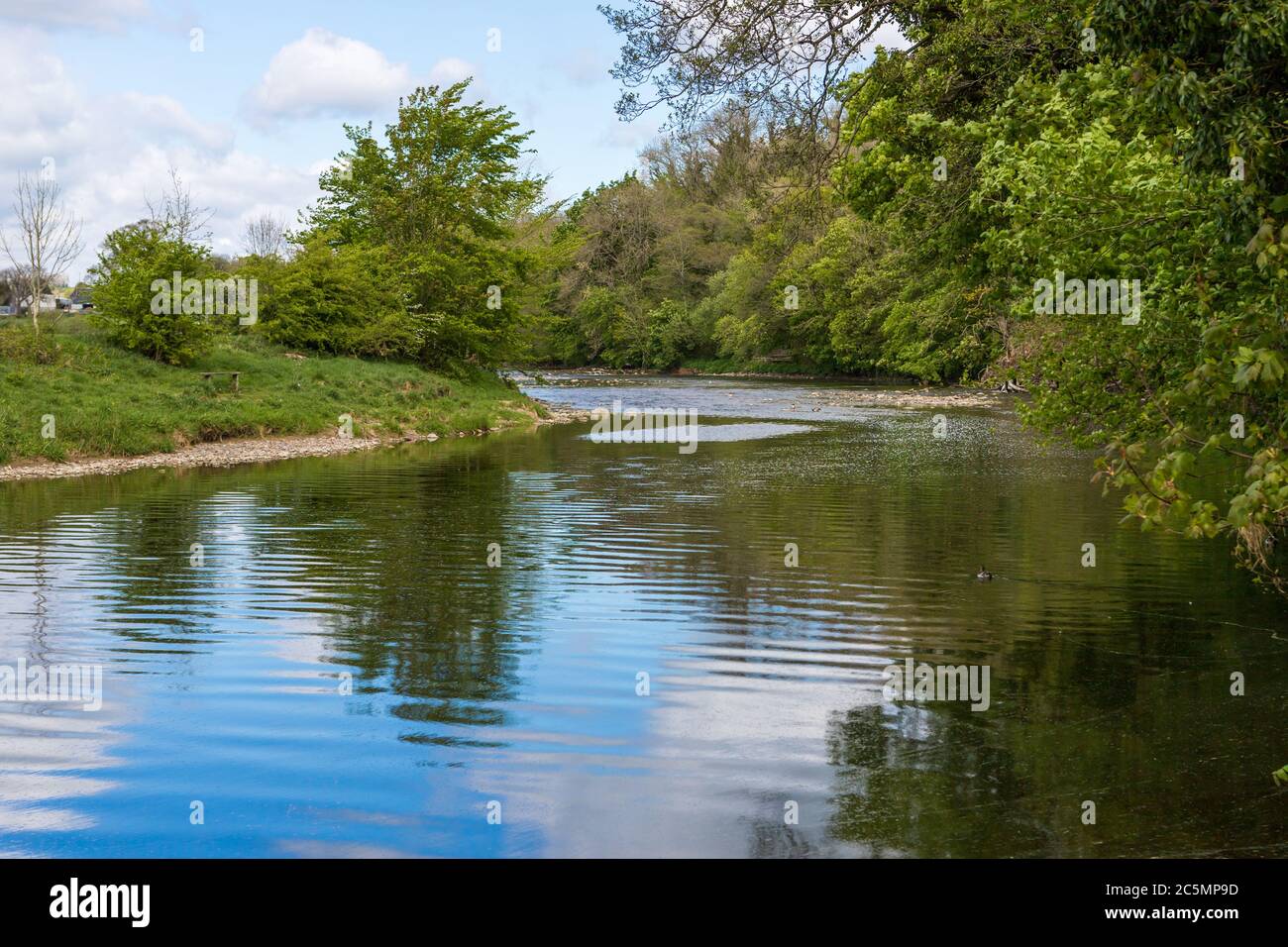 Summer day on the river ribble, Clitheroe. Gentle flowing water and ...