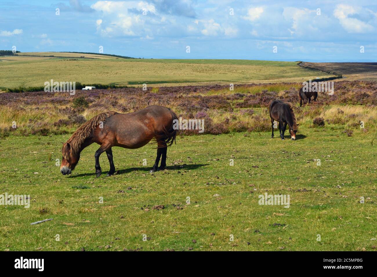 Horses on the moors hi-res stock photography and images - Alamy