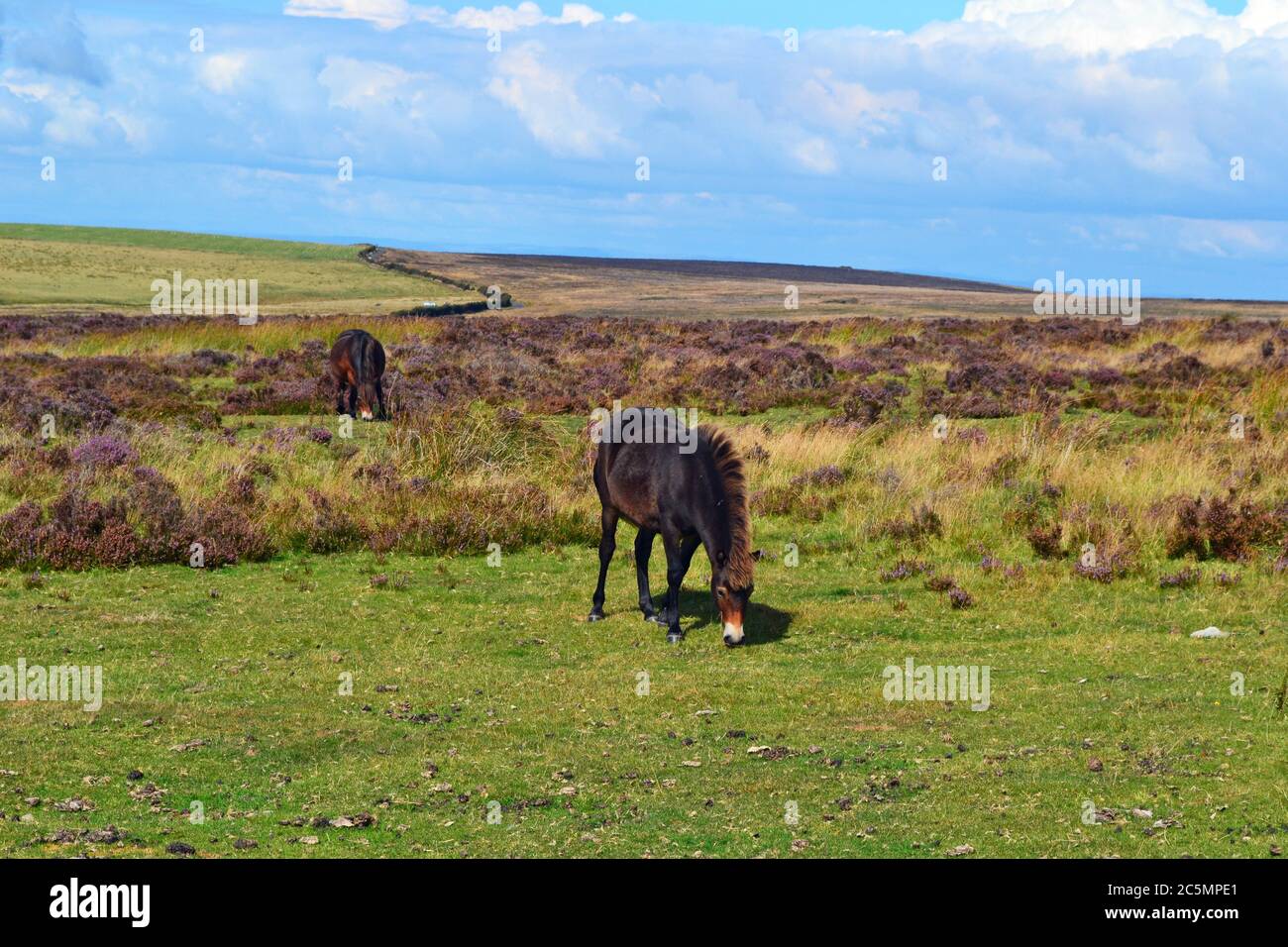 Horses / ponies on the moors at Exmoor Devon, UK Stock Photo - Alamy