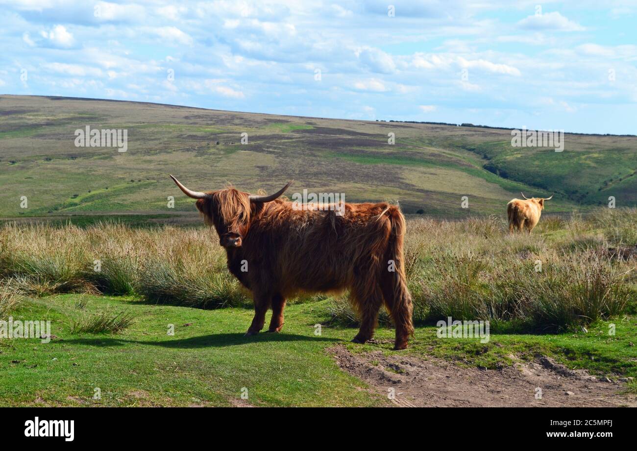 Highland Cattle on the wild landscapes of Exmoor Devon, UK Stock Photo ...