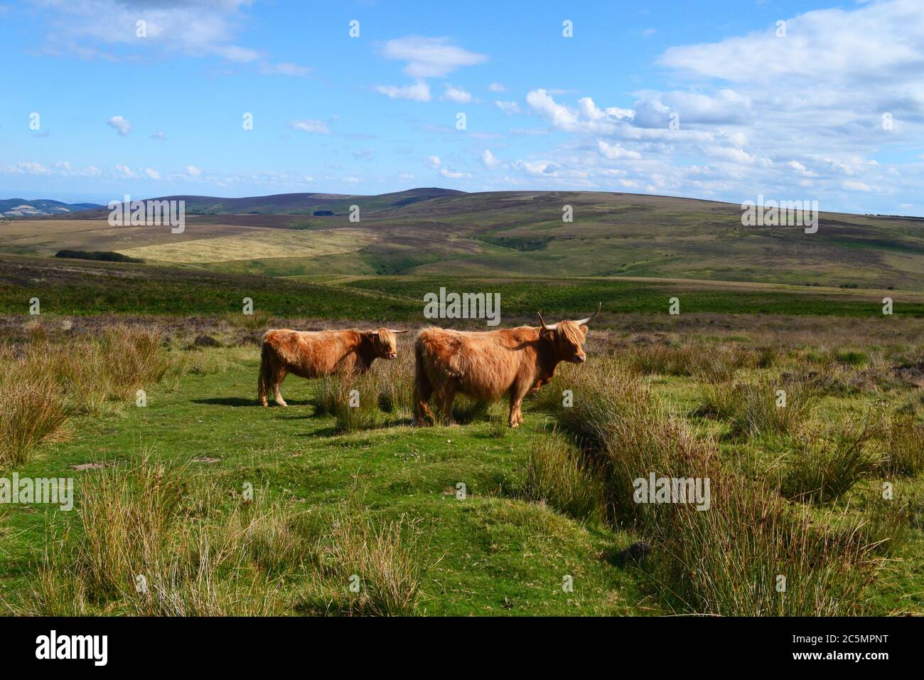 Highland Cattle on the wild landscapes of Exmoor Devon, UK Stock Photo ...